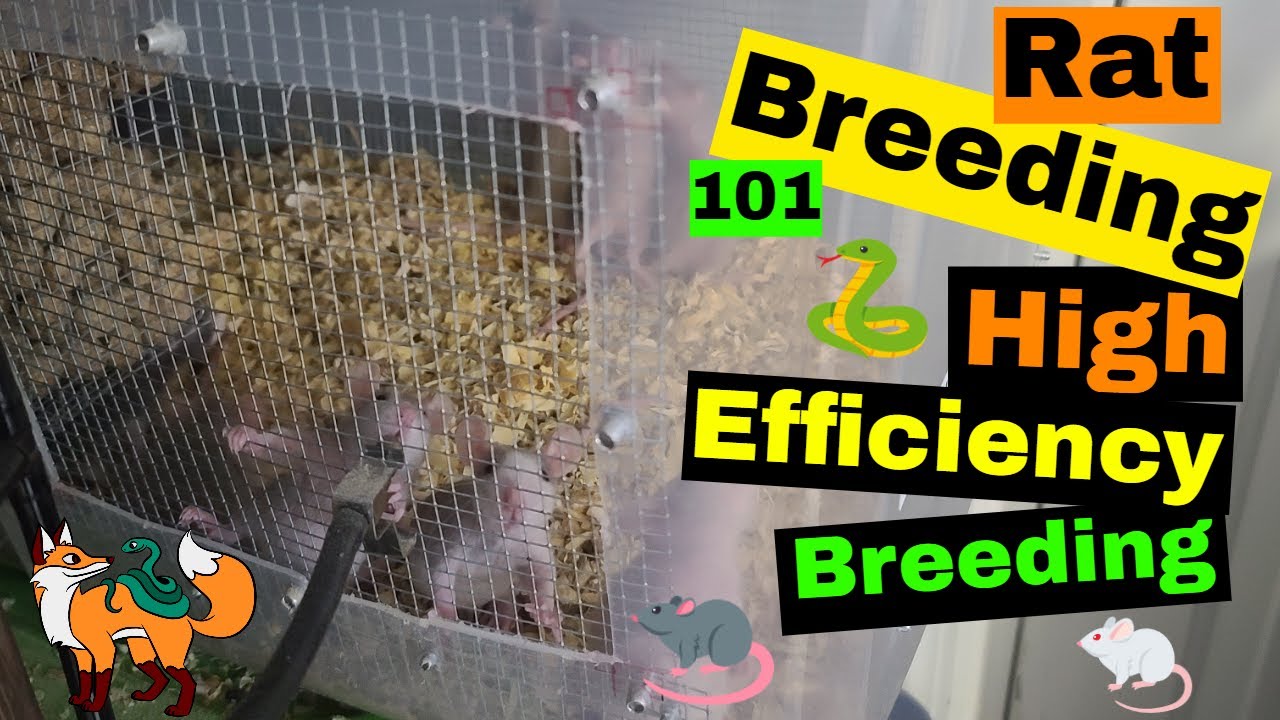 Rat Breeding 101 - High Efficiency Breeding - YouTube