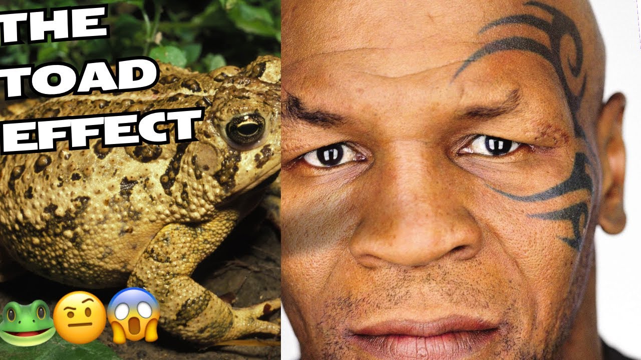 Mike Tyson X Futurola The Toad Blunt Wrap Review - YouTube