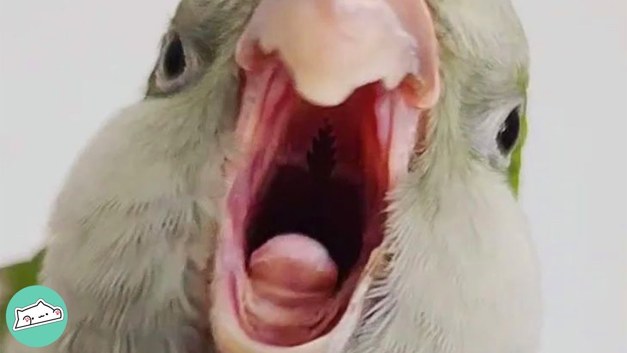 Quaker Parrot was Shy Now He Has So Much Attitude | Cuddle Parrots - YouTube