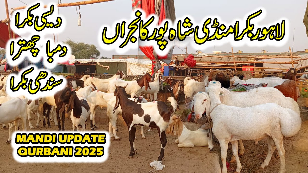 Lahore Bakra Mandi Shahpur kanjira | Dumba | Chatra | desi Bakra ...