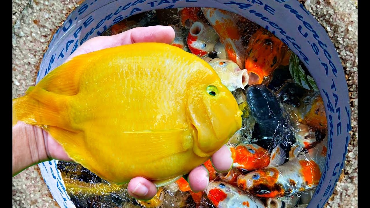Catch Many Kinds of Cute Aquarium Fish, Big Goldfish, Carp, Turtle ...
