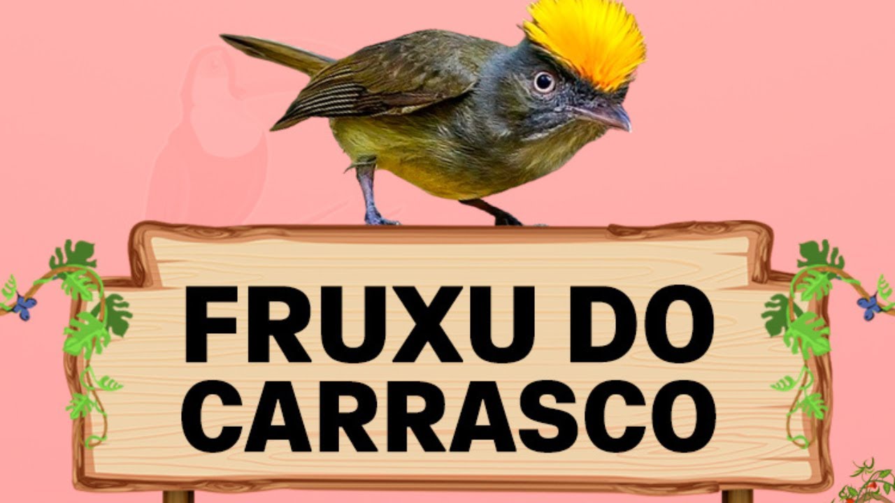 Fruxu do carrasco cantando durante 10 minutos - YouTube