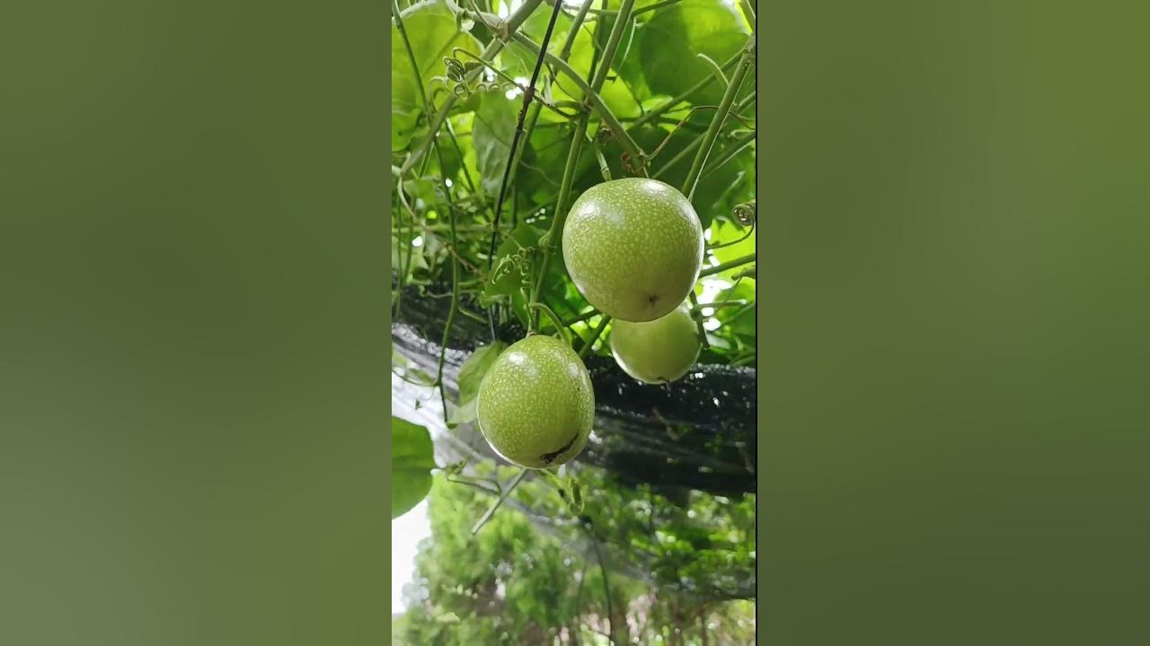 tanam buah markisa di halaman rumah ku - YouTube