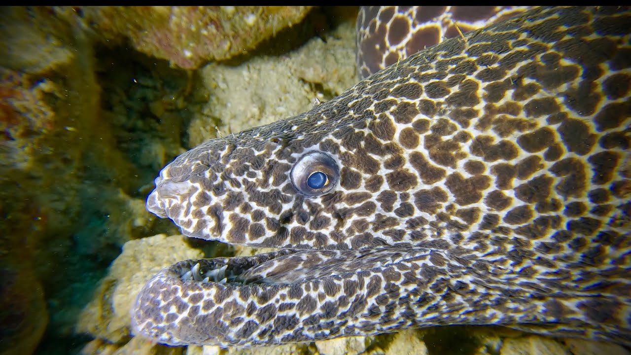 GIANT SCHOOL OF MOORISH IDOLS, HONEYCOMB MORAY EEL, WHITETIP REEF SHARK ...
