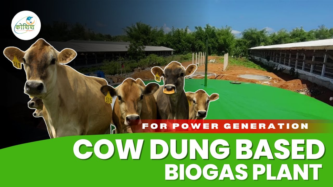 Cow Dung Based Biogas Plant for Cooking Purpose | Koshish India - YouTube