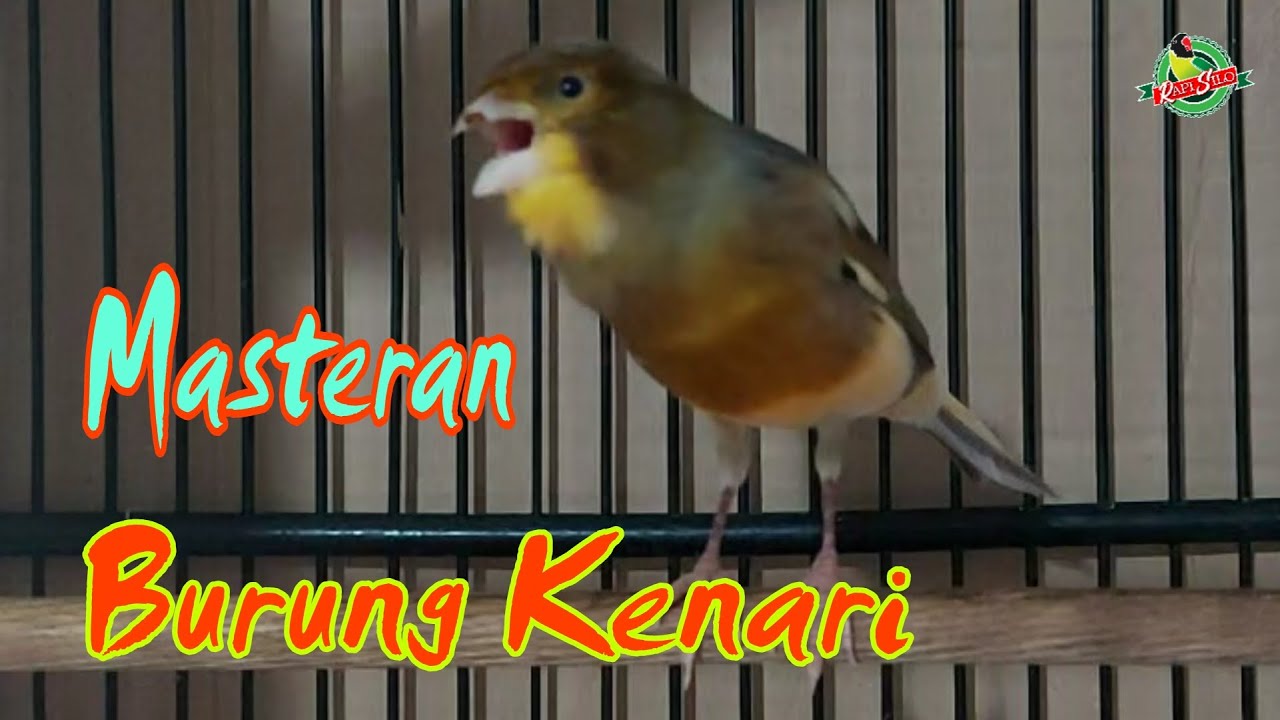AMPUH PANCINGAN SUARA KENARI // MASTERAN SUARA KENARI - YouTube