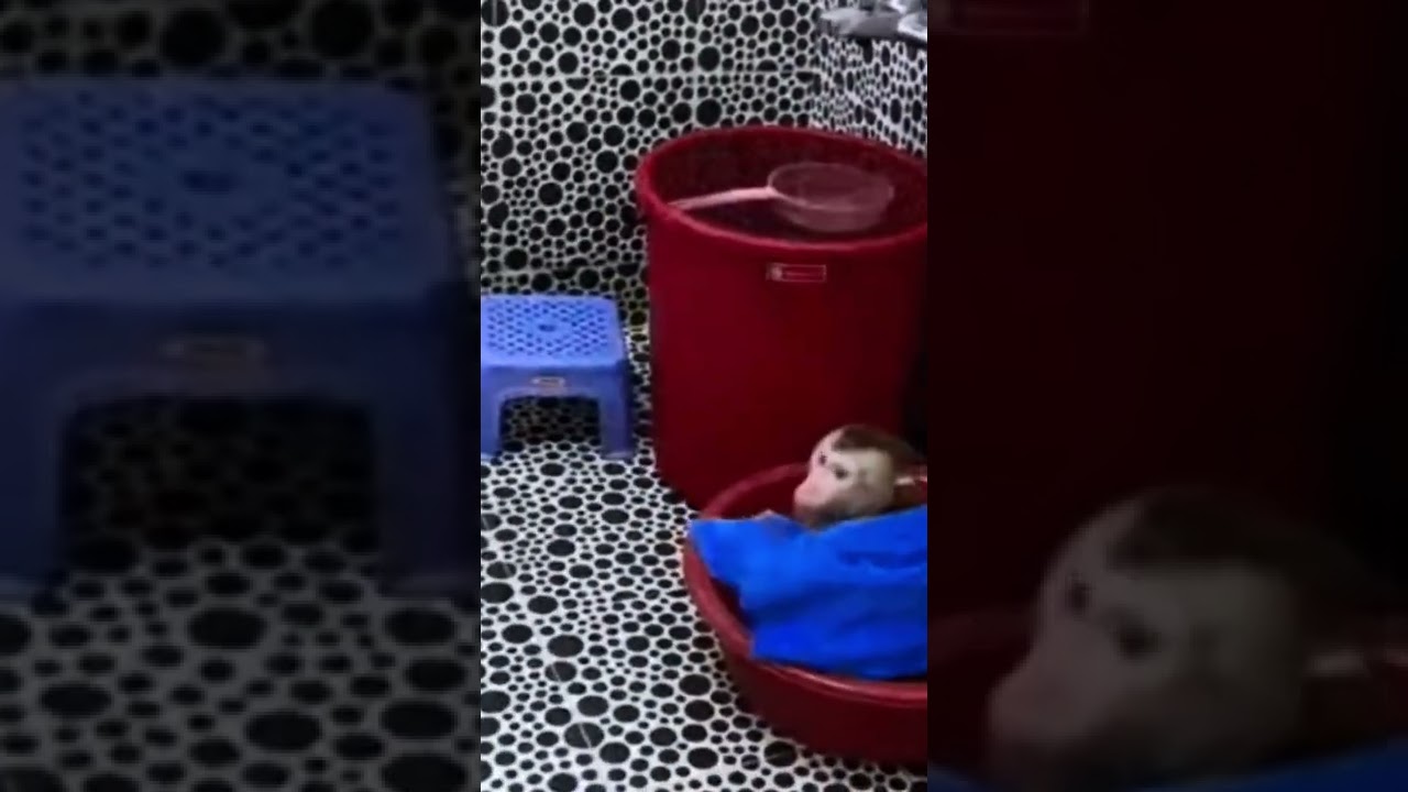 Cute monkeys dive and dress nicely, hugging each other because of the cold #sorts - YouTube