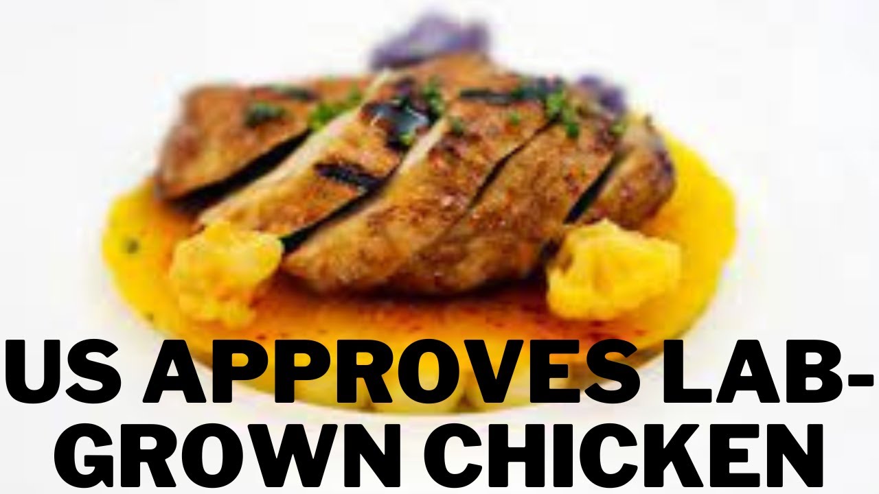 US Approves Lab-Grown Chicken #usa #chicken - YouTube