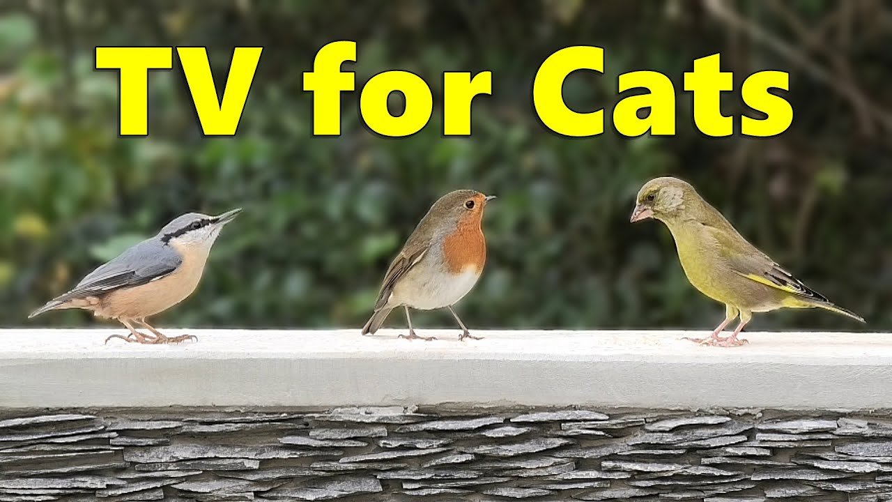 Cat TV ~ Cats Love Birds - YouTube