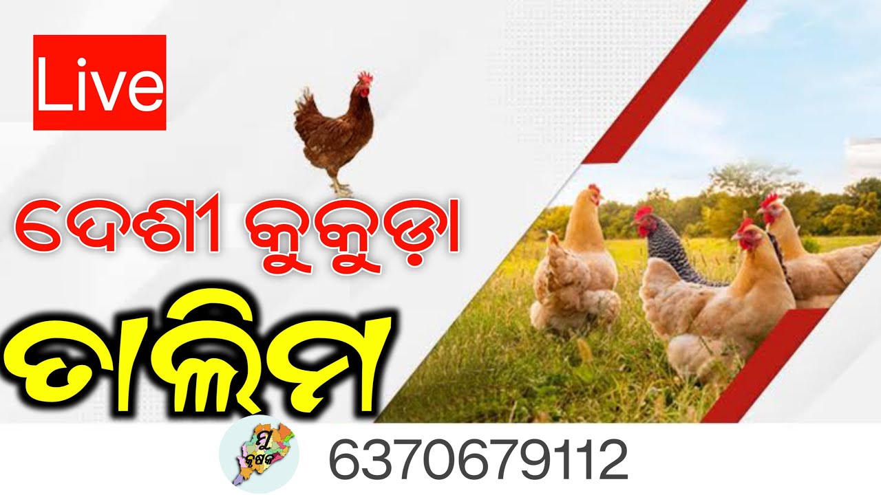 Desi kukuda farming in Odisha 1st time live on YouTube online training ...