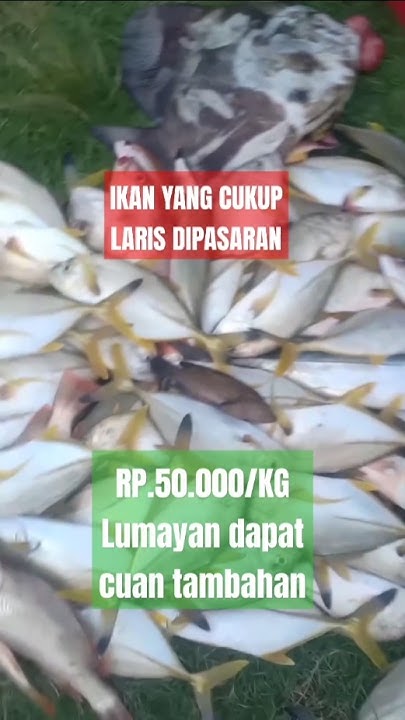 IKAN YANG CUKUP LARIS DIPASARAN//RP.50.000/KG LUMAYAN DAPAT CUAN TAMBAHAN - YouTube