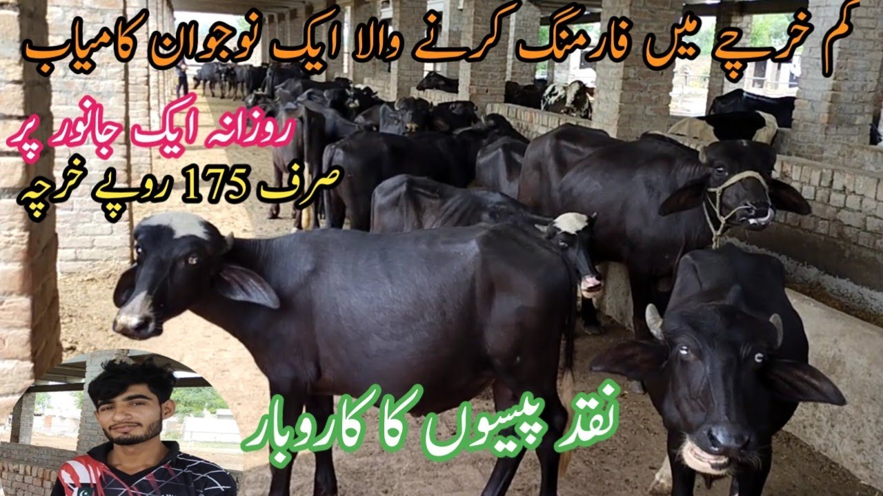 Successful Katta Farming ProfItable Business in Pakistan 2022 How to ...