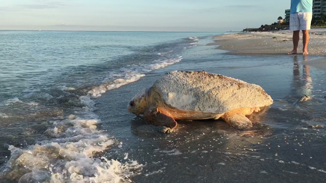 Marine Biology Series: Female Loggerhead Nesting! - YouTube