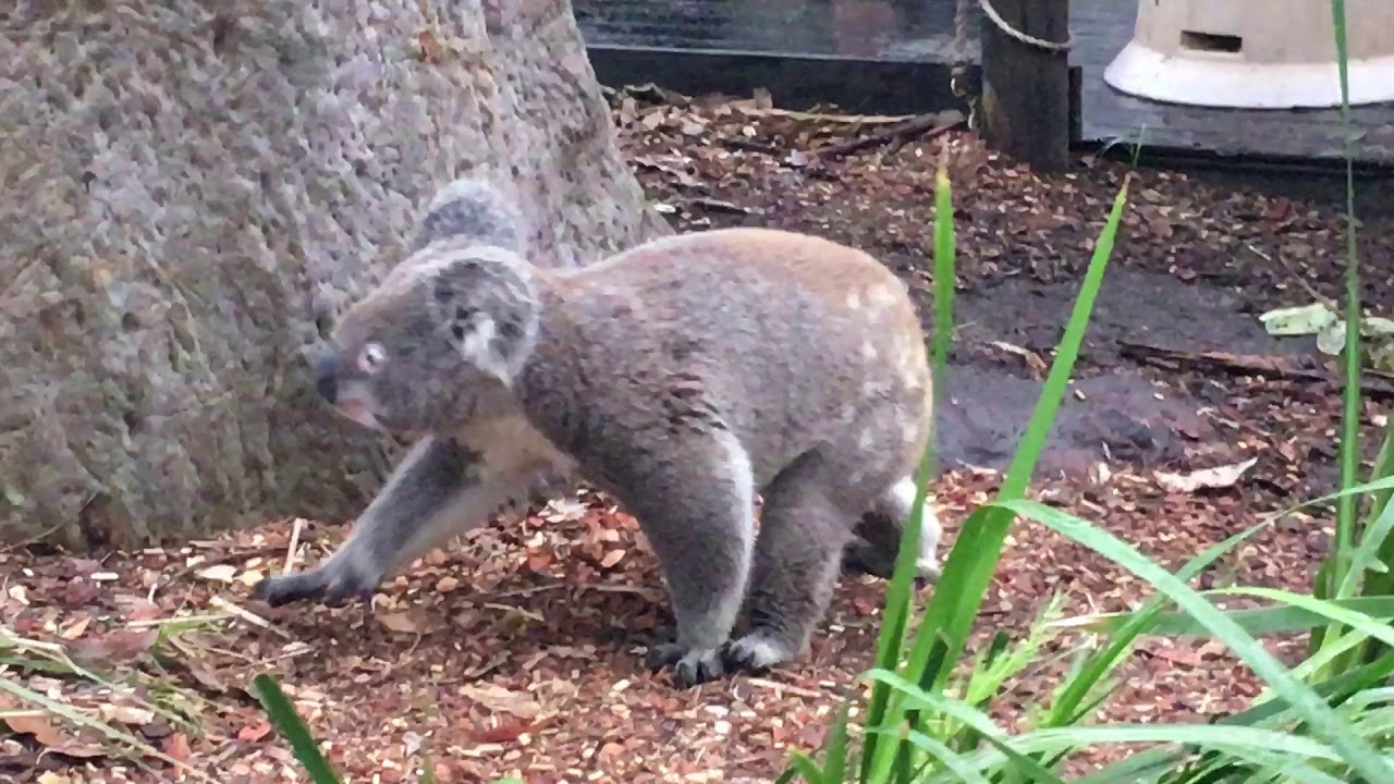 Active koala - YouTube