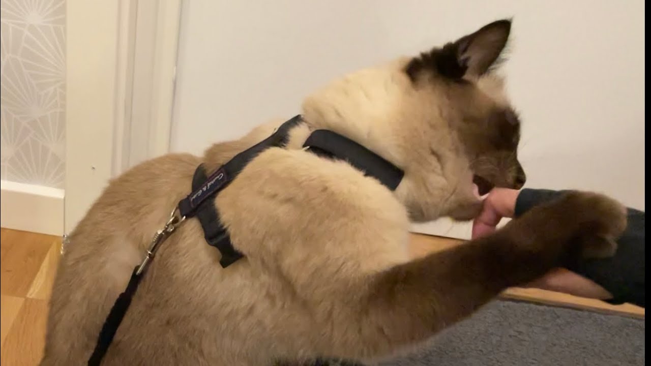 Siamese cat puts up a fight when putting on harness - Nisse knows ...
