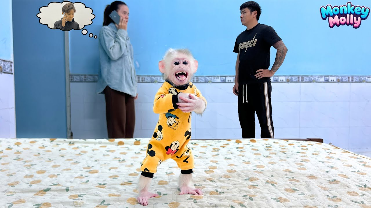 Monkey Molly is very sad that her mom and husband are always arguing ...