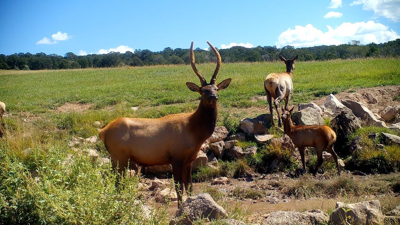 Silly Elk at the Spring - YouTube