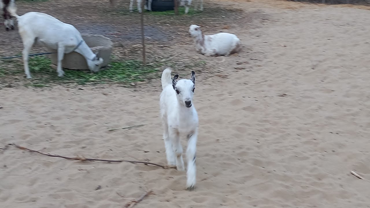 Listen baby goat sound - Funny baby goat - YouTube