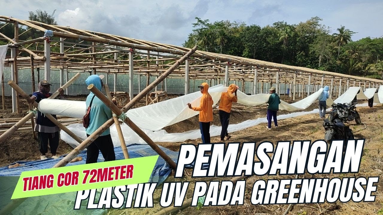 pemasangan plastik UV greenhouse bambu//72 meter - YouTube