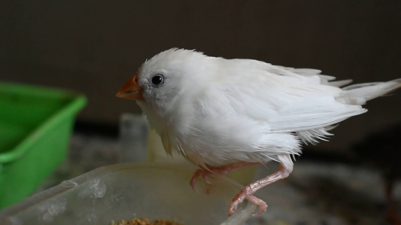 Finch Birds After Bath Cleaning Wings Part2- Domestic Discovery - YouTube