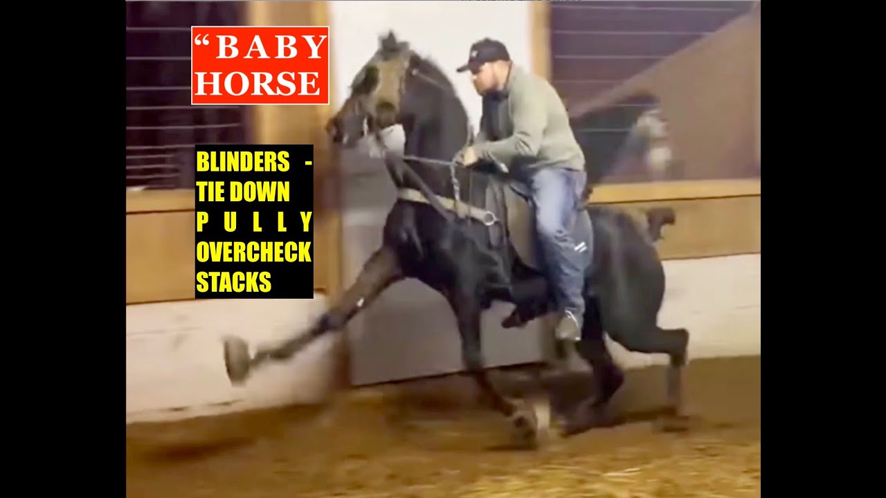 "BABY HORSE" - Filly At Tyler Baucom Stables (Monroe, NC) - Dec. 17 ...