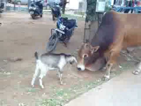goat vs bull fight ..... - YouTube