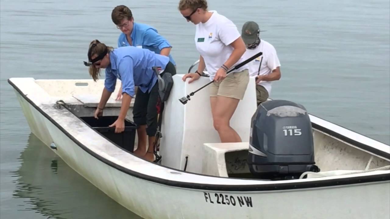 Conservancy of Southwest Florida Releases Betsy the Loggerhead Sea ...