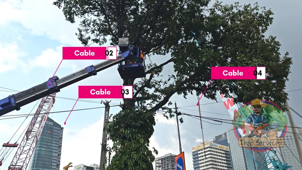 Safe Tree Cutting & Removal Near Power Lines | Expert Guide to Avoid ...