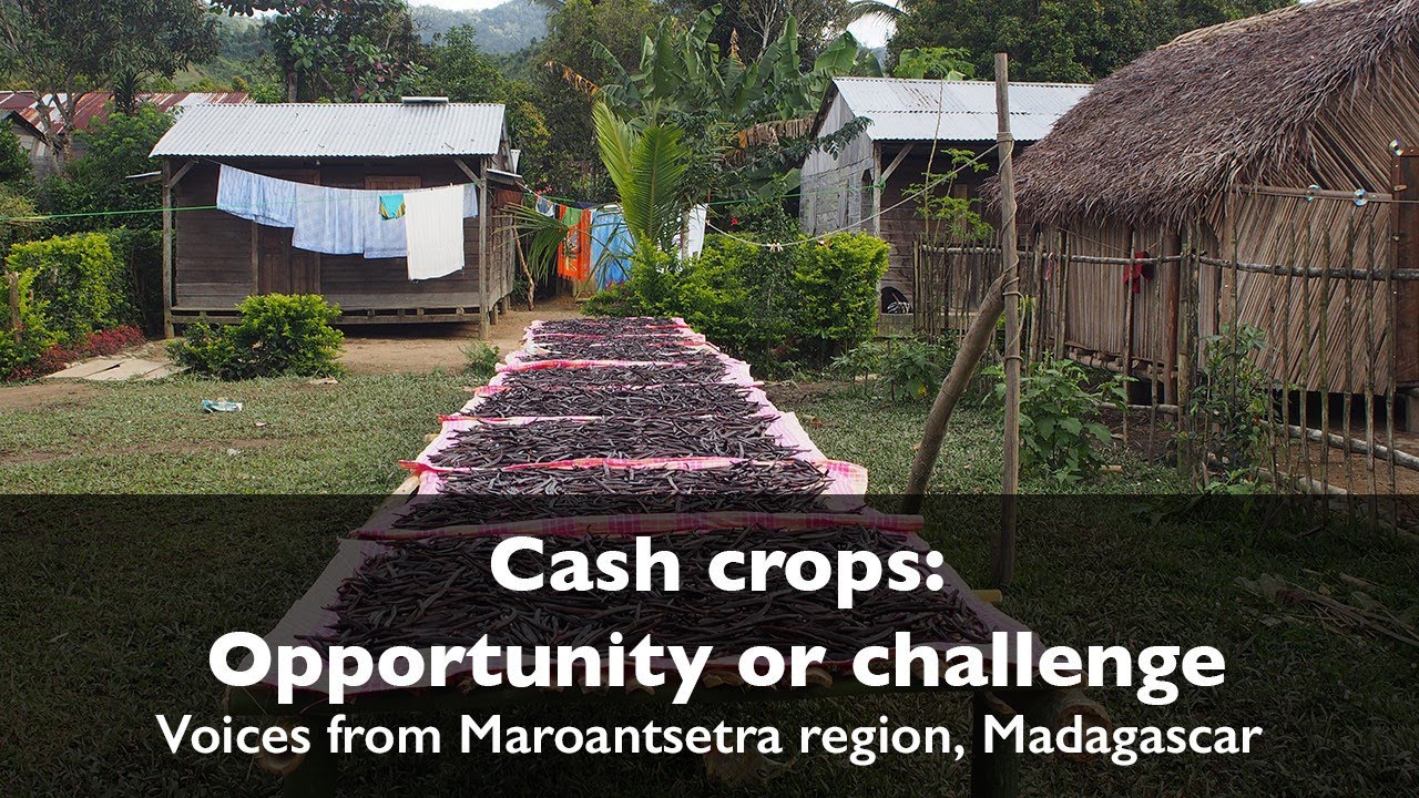 Madagascar: Cash crops - opportunity or challange? Voices of ...
