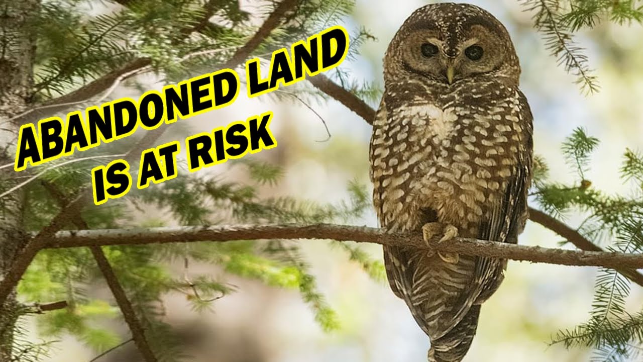 Unwatched Land Is Vulnerable—Do Your Due Diligence or Risk Loss - YouTube
