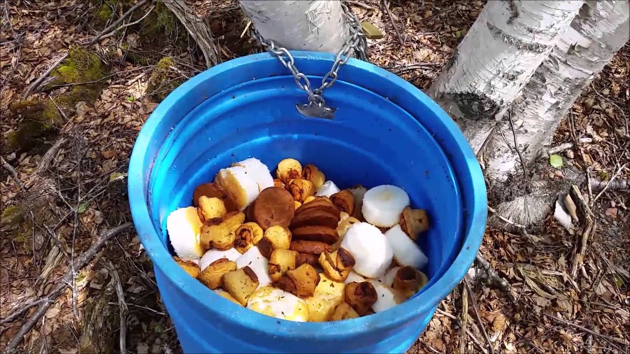 Simple Bear Bait Spring Black Bear - YouTube