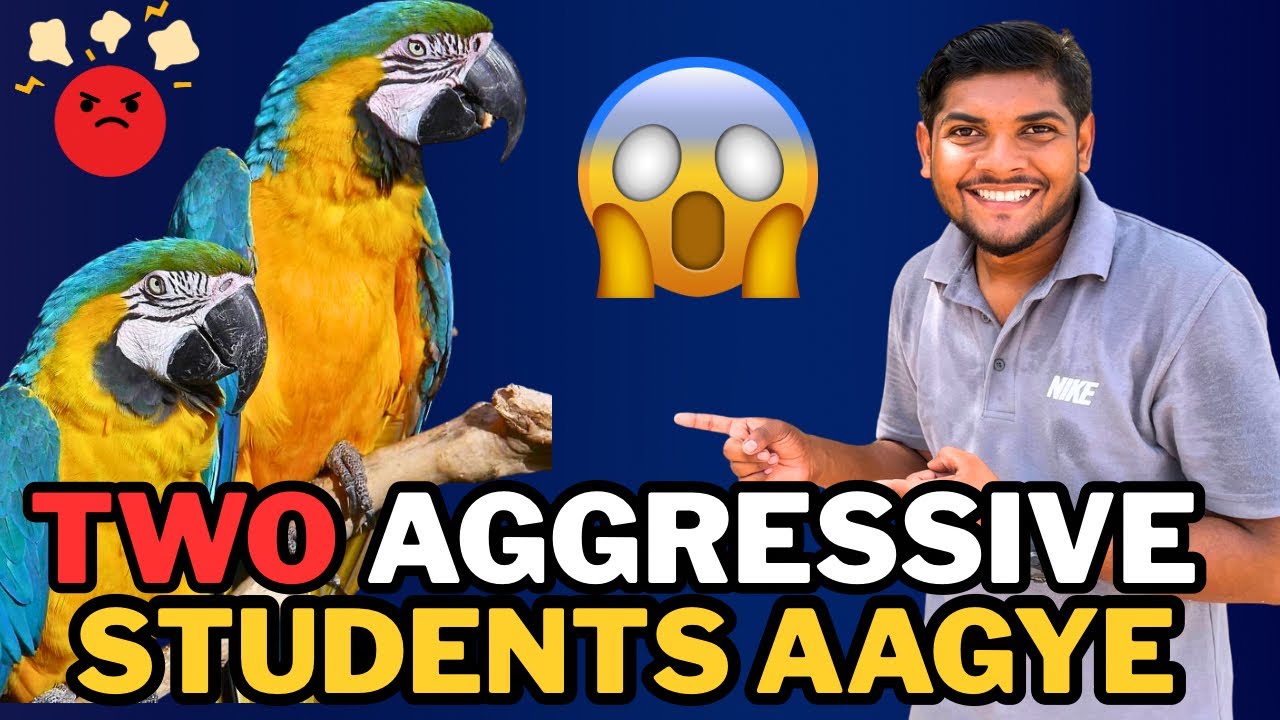 TWO AGGRESSIVE MACAW PARROT BANE MERE STUDENTS 😱| KIYA HUM INKI ...