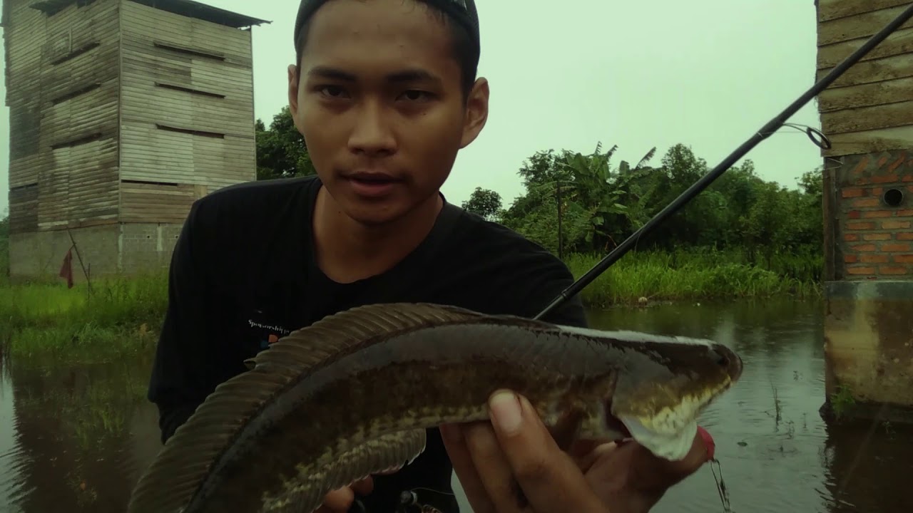 Casting Snakehead II Spot Gang Brunei - YouTube