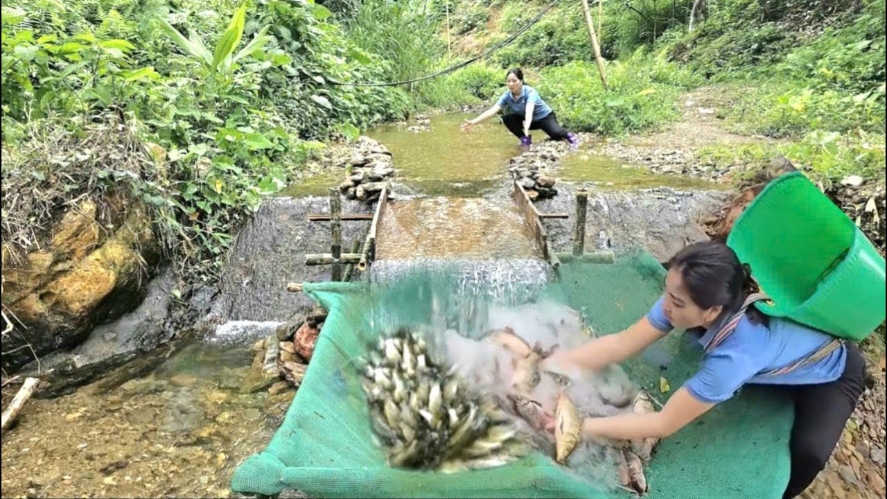 full video: The skill of baiting and trapping fish to catch the biggest ...