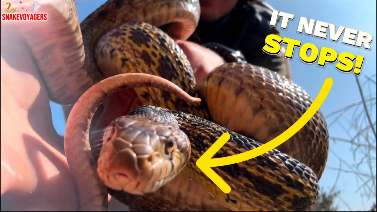 SHOWING YOU THE GOPHER SNAKES FULL POTENTIAL! / SNAKE CONSTRICTS MY ...