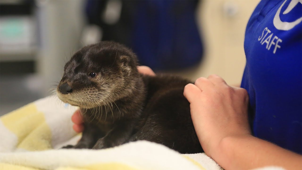 Abe the Rescued Baby Otter Kit Arrives at CMA - YouTube