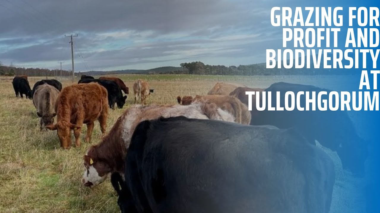 Grazing for Profit and Biodiversity at Tullochgorum - YouTube