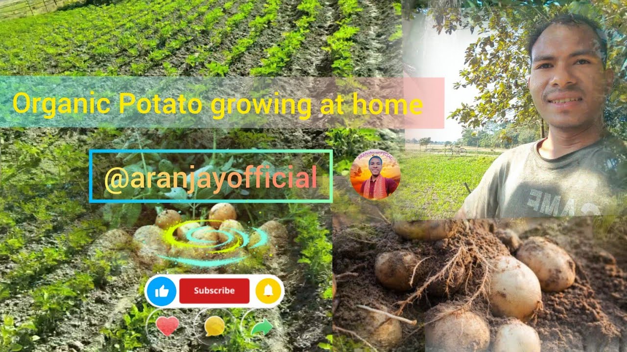 Organic Potato growing at home 🏡🥔🥔🌱🌿 23/12/2025 @Brahma-123-aj #like # ...