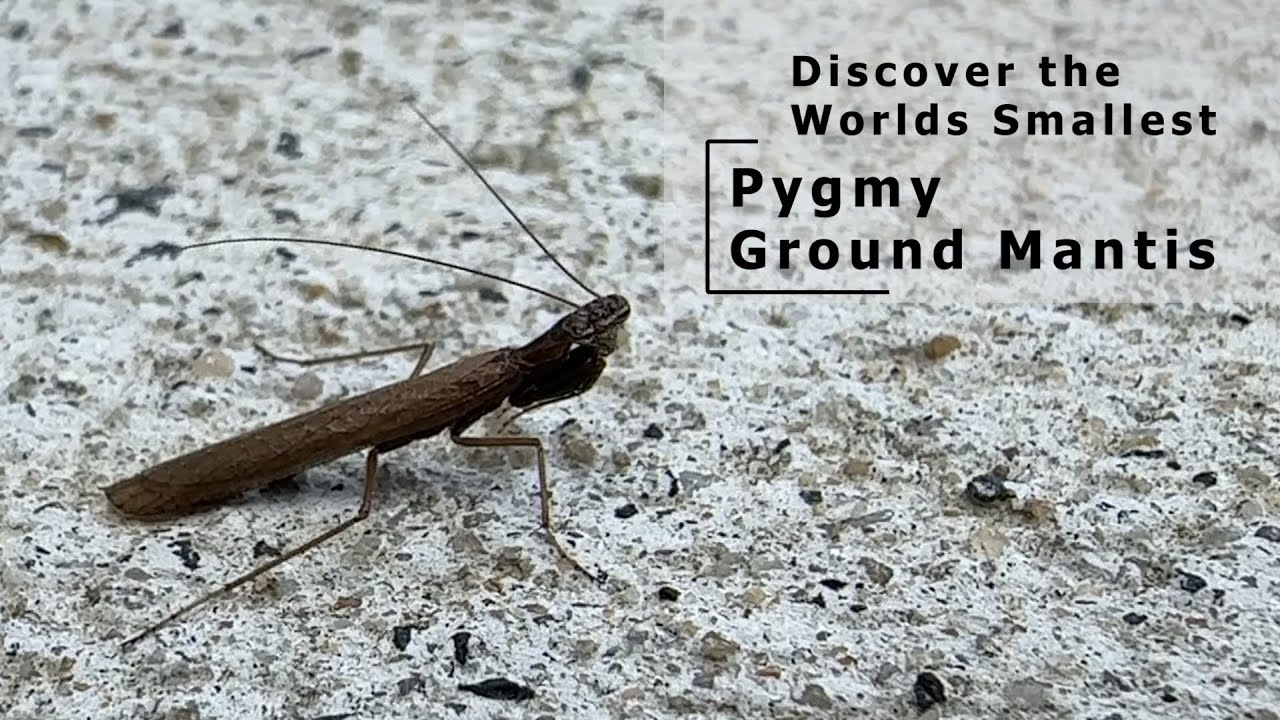 Incredible Insects: Discover The Worlds Smallest Pygmy Ground Mantis ...