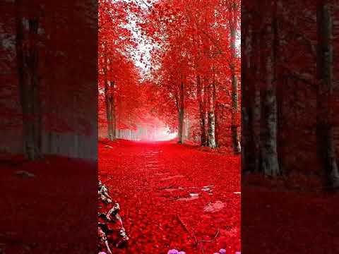 new beautiful nechar status 2021😘😉 - YouTube