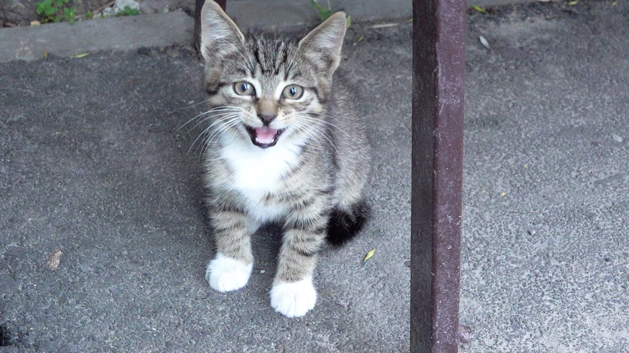 Two kittens were scared by dogs - YouTube