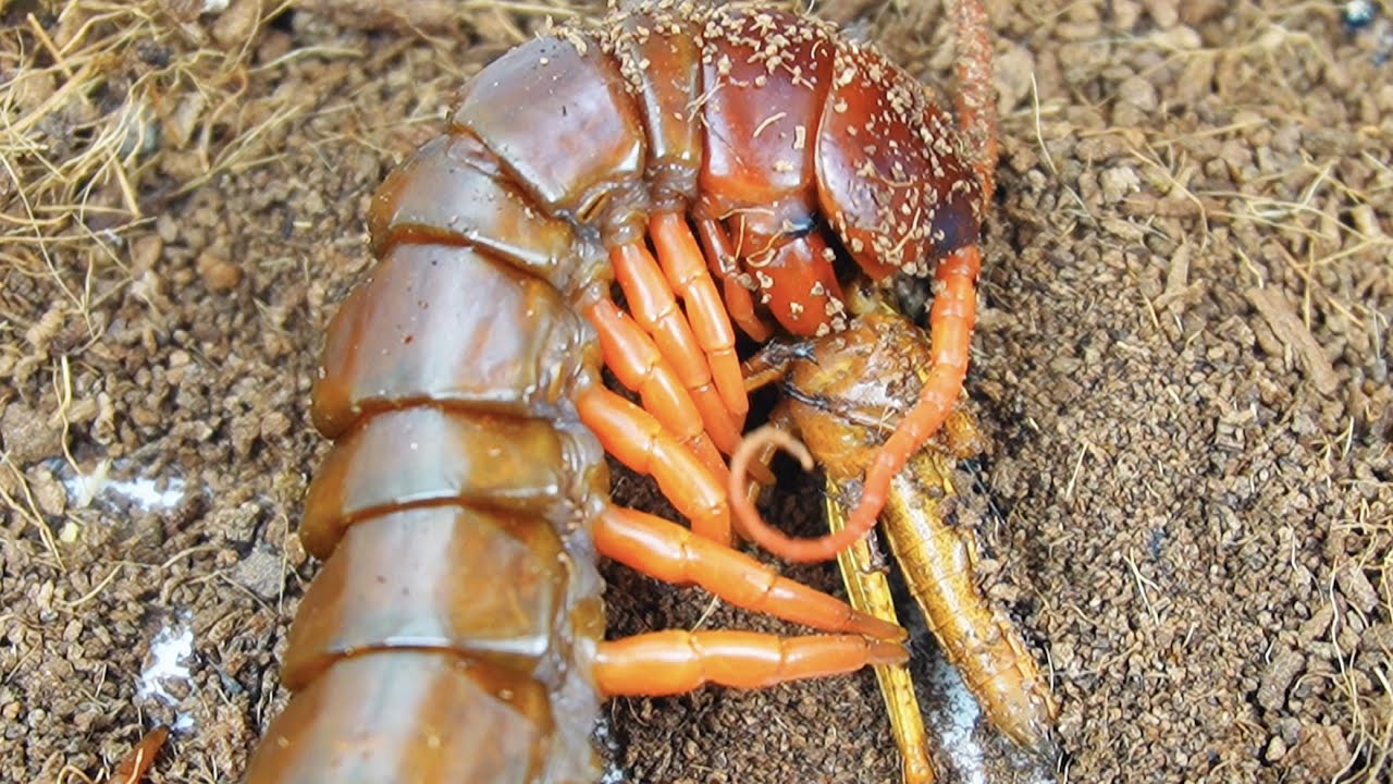 Red dragon centipede eats grasshopper,Centipede feeding 喂红龙蜈蚣吃蚂蚱 - YouTube
