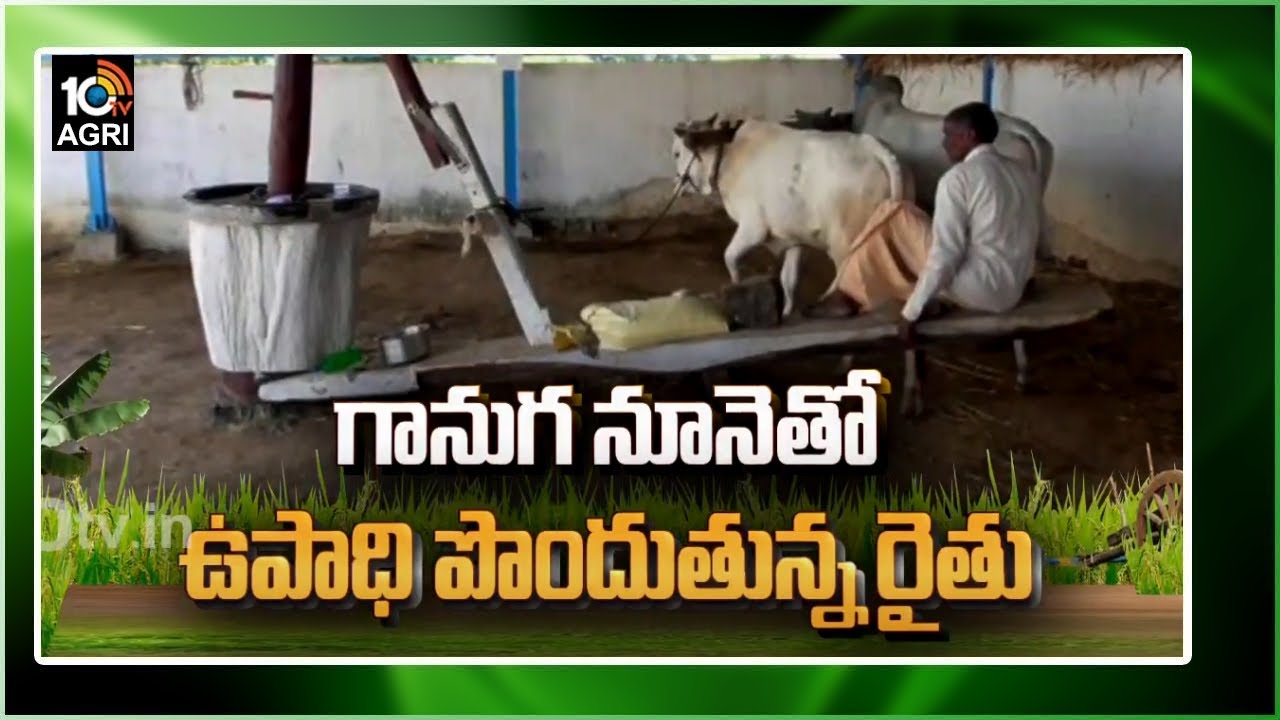 గానుగ నూనె హెల్తేకాదు..వెల్త్ కూడా!| Ganuga Nune is becoming business ...