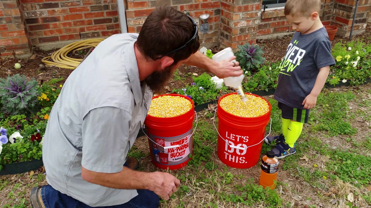 Souring corn for pigs - YouTube