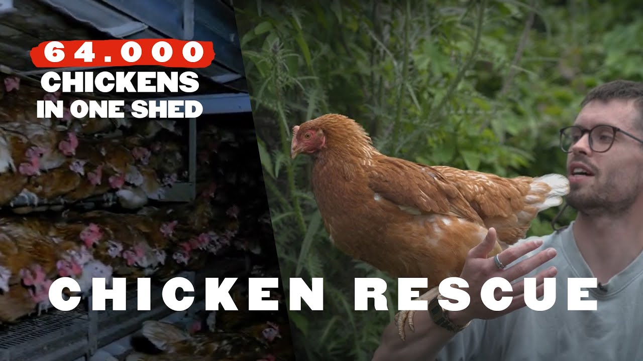 RSPCA Factory Farm Chicken Rescue | Babs’ Story - YouTube