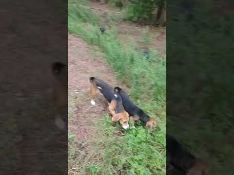 Beagle Puppies Running rabbits - YouTube