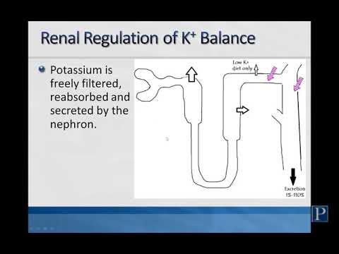Renal Regulation of Electrolytes - YouTube