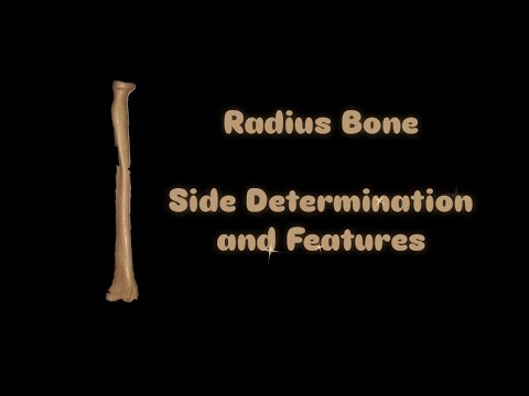Radius Bone 3d anatomy side determination made easy and quick| |study ...