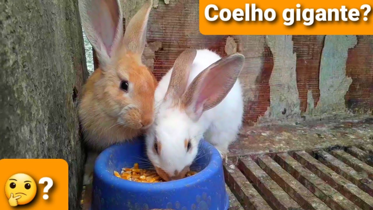 Nascimento de muitos pintinhos - Cuidando dos bichos - Coelho gigante ...