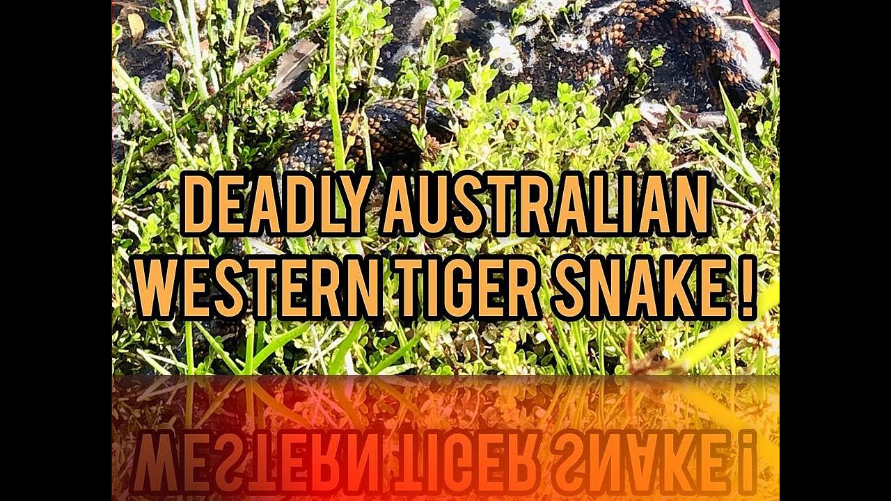 Deadly Tiger Snake | Western Australia | Yanchep National Park - YouTube